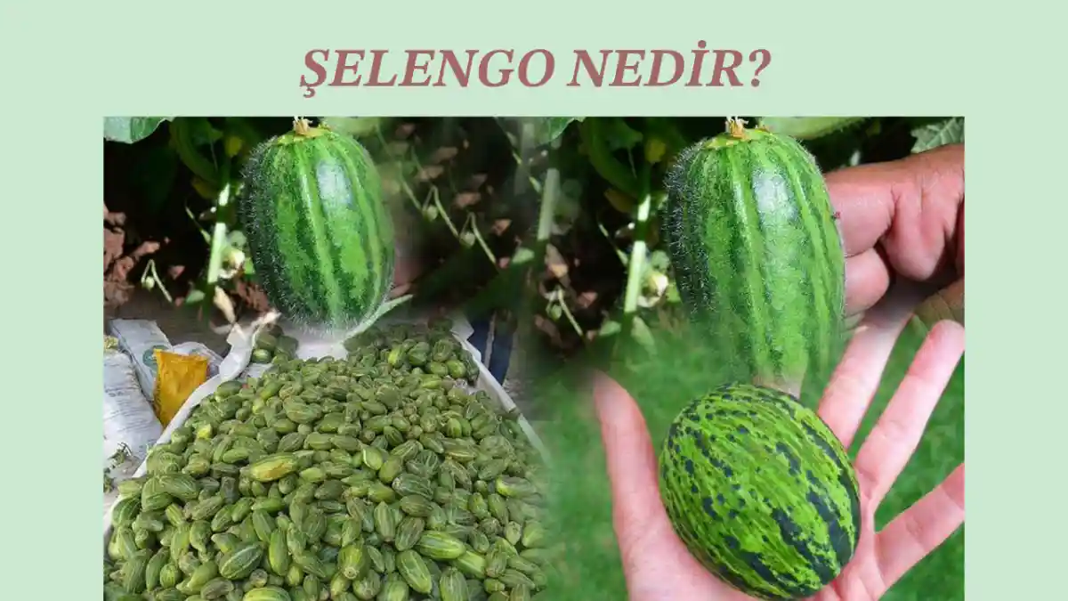 Şelengo Nedir Ne İşe Yarar | Nerede Yetişir | Şelengo Faydaları
