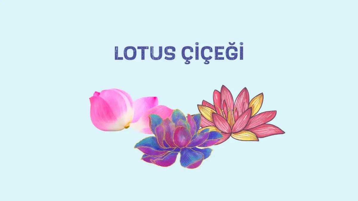 Lotus Çiçeği Nedir | Lotus Çiçeği Efsanesi | Nilüfer Çiçeği Anlamı