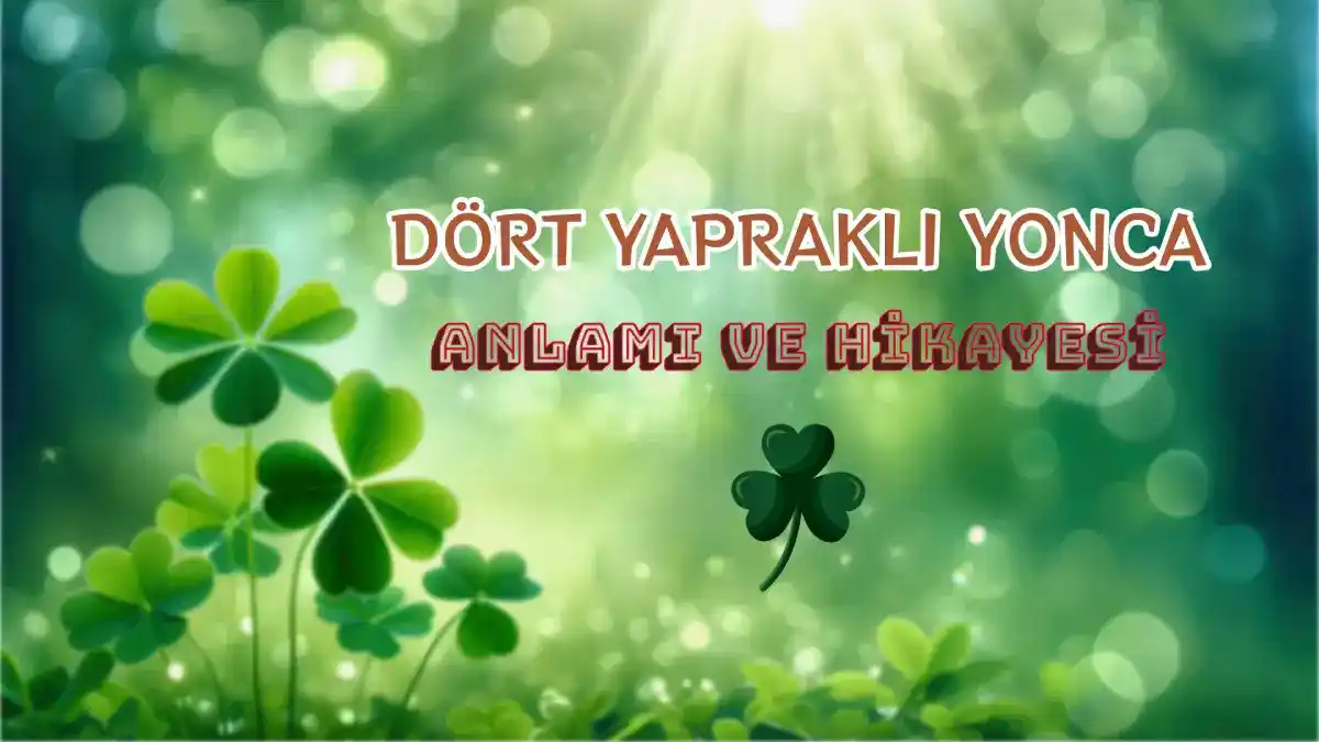 Dört Yapraklı Yonca Anlamı l 4 Yapraklı Yonca Neyi İfade Eder